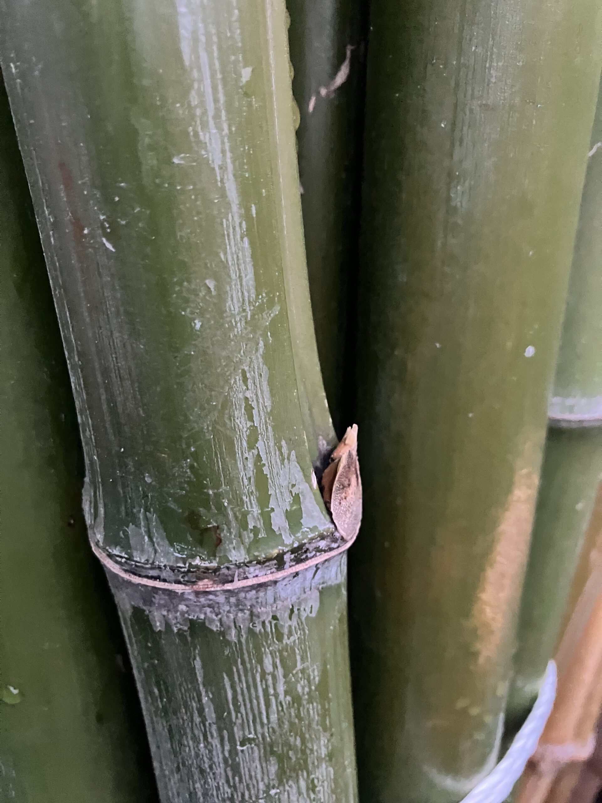 夏休みにDIYで外構のフェンスを交換 ②竹材の下処理 | 市川市の工務店DAISHU｜二世帯住宅もお任せください｜自然素材・高耐震・高断熱の注文住宅