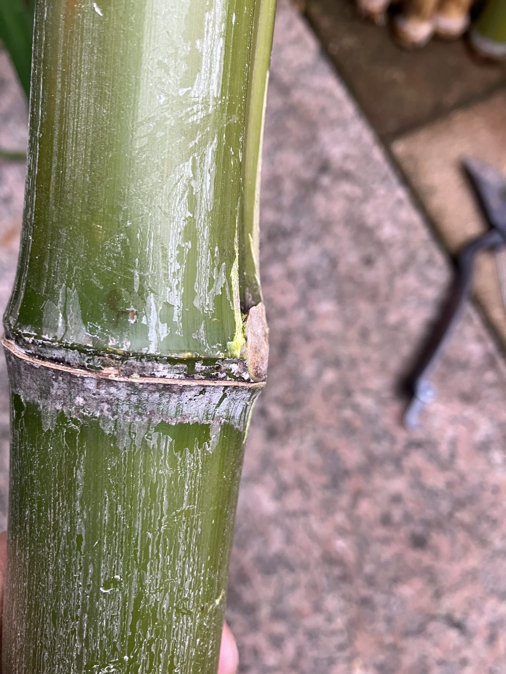 夏休みにDIYで外構のフェンスを交換 ②竹材の下処理 | 市川市の工務店DAISHU｜二世帯住宅もお任せください｜自然素材・高耐震・高断熱の注文住宅