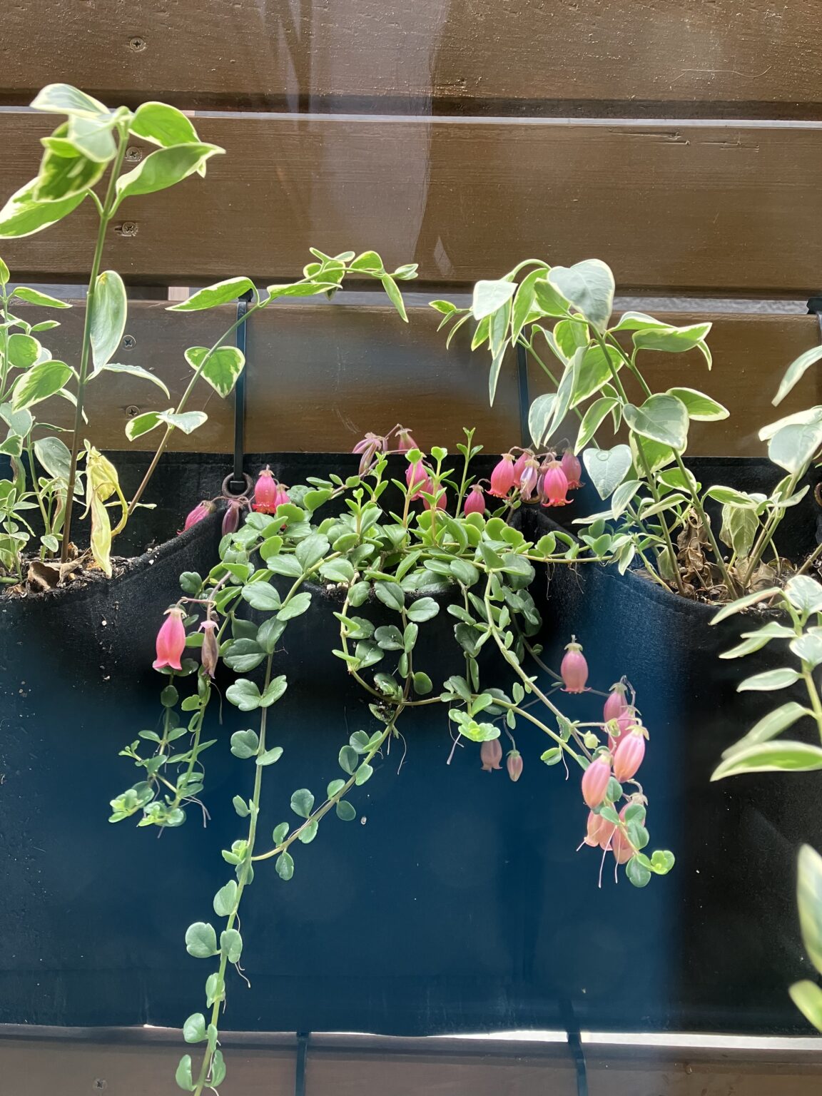 ベル咲きのカランコエ | 市川市の工務店DAISHU｜二世帯住宅もお任せください｜自然素材・高耐震・高断熱の注文住宅